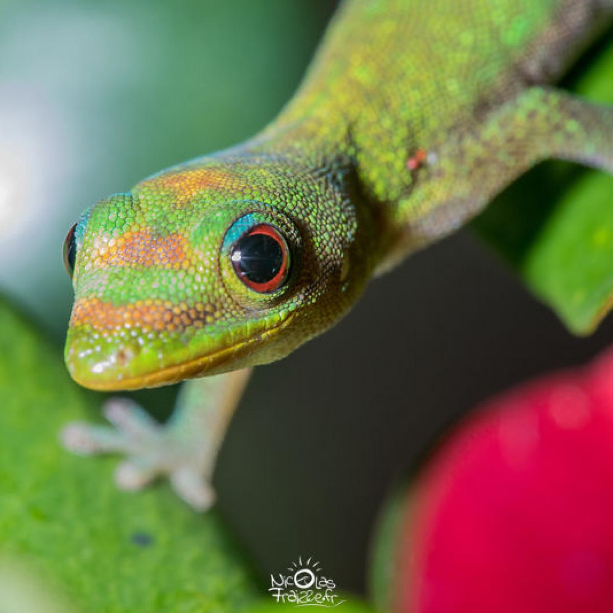 Le Gecko vert et or | Mayotte tourisme