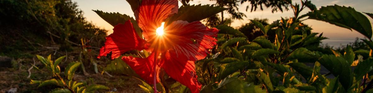 Les fleurs de Mayotte | Mayotte tourisme
