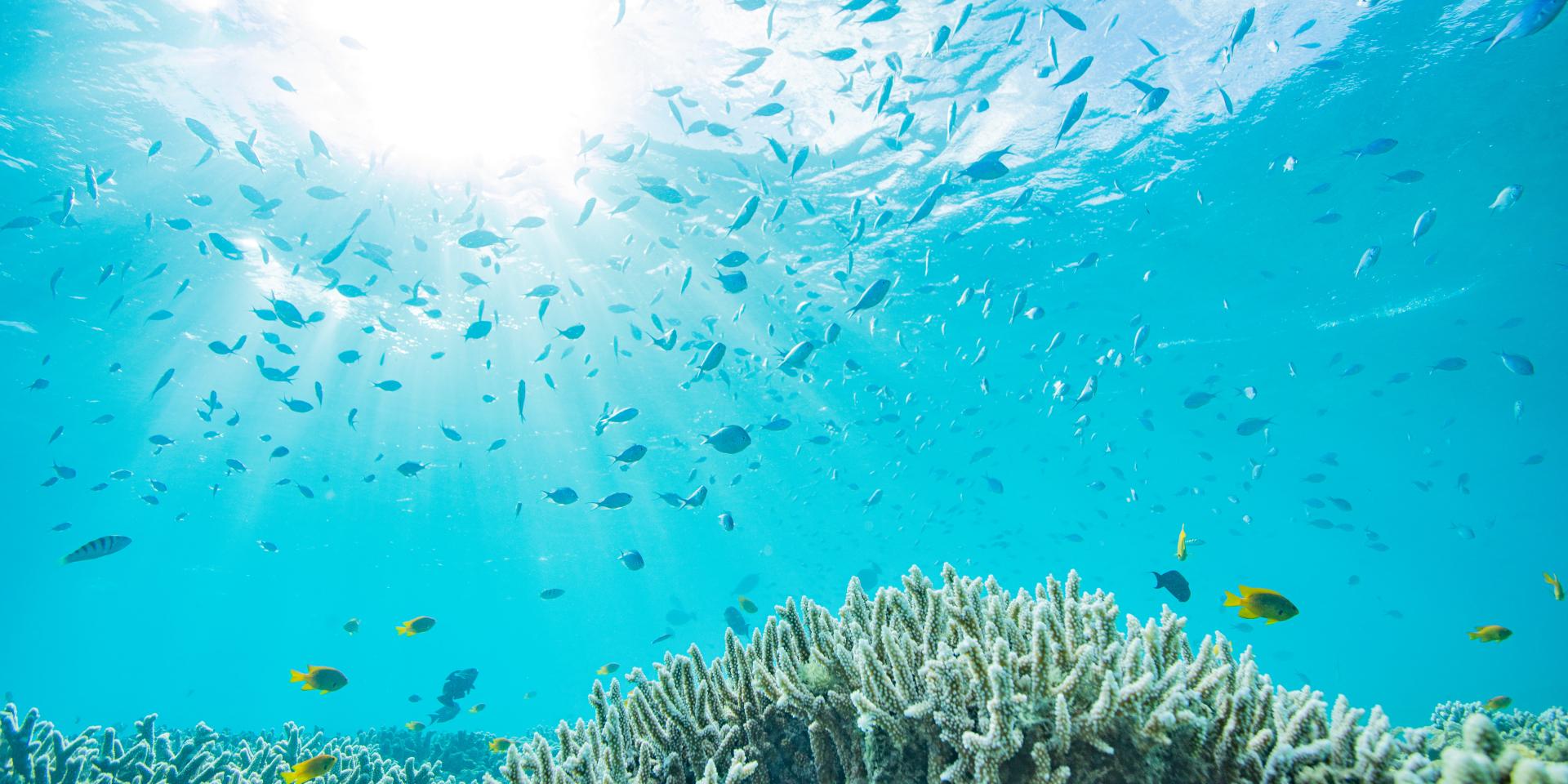 Le lagon, un terrain de jeu unique | Mayotte tourisme