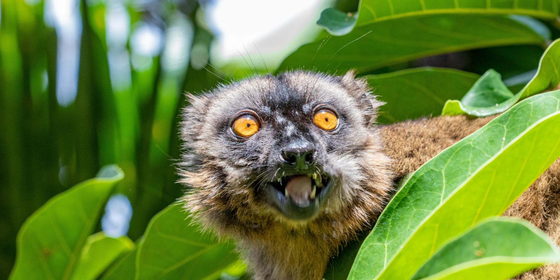 La faune emblématique | Mayotte tourisme
