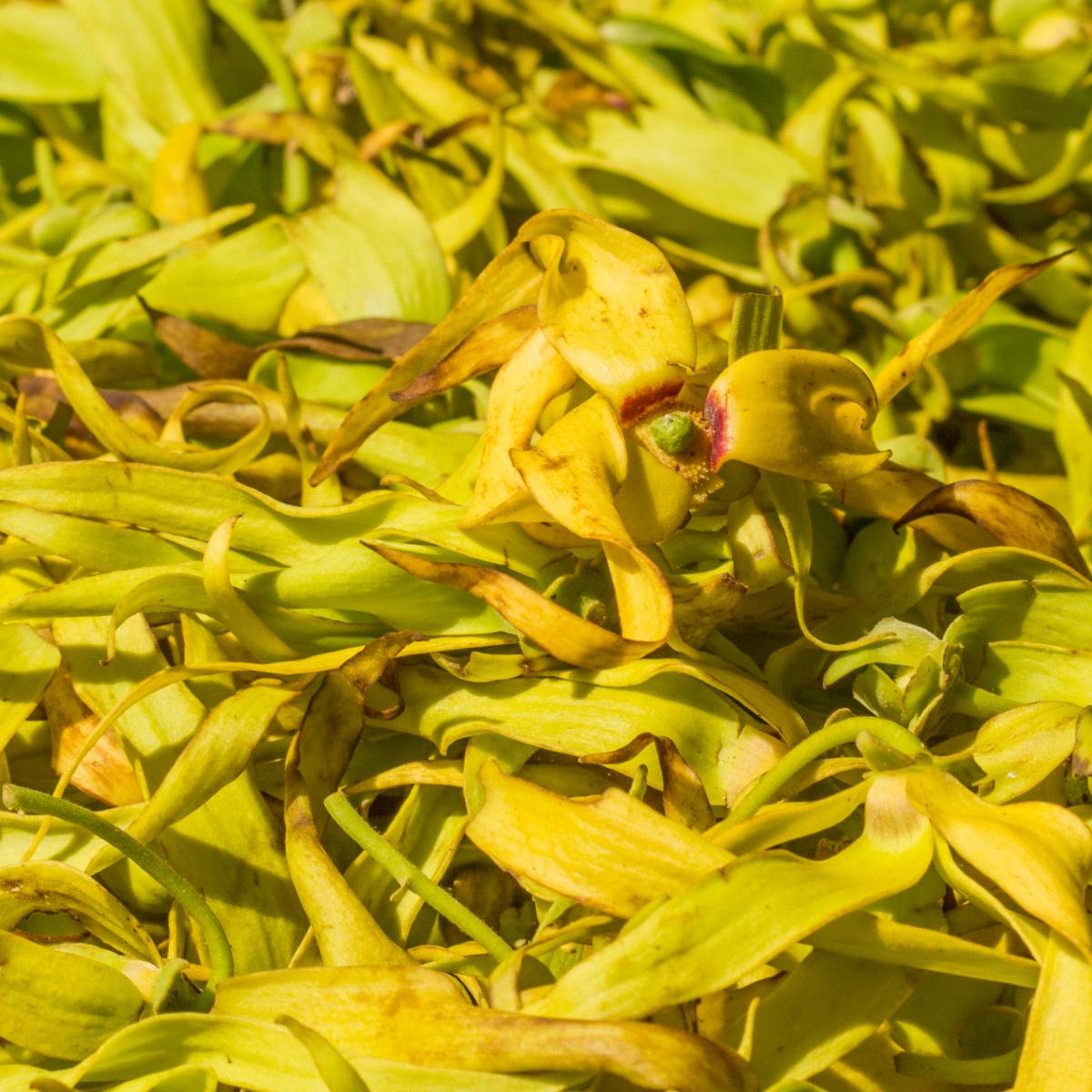 Observer les Makis | Mayotte tourisme