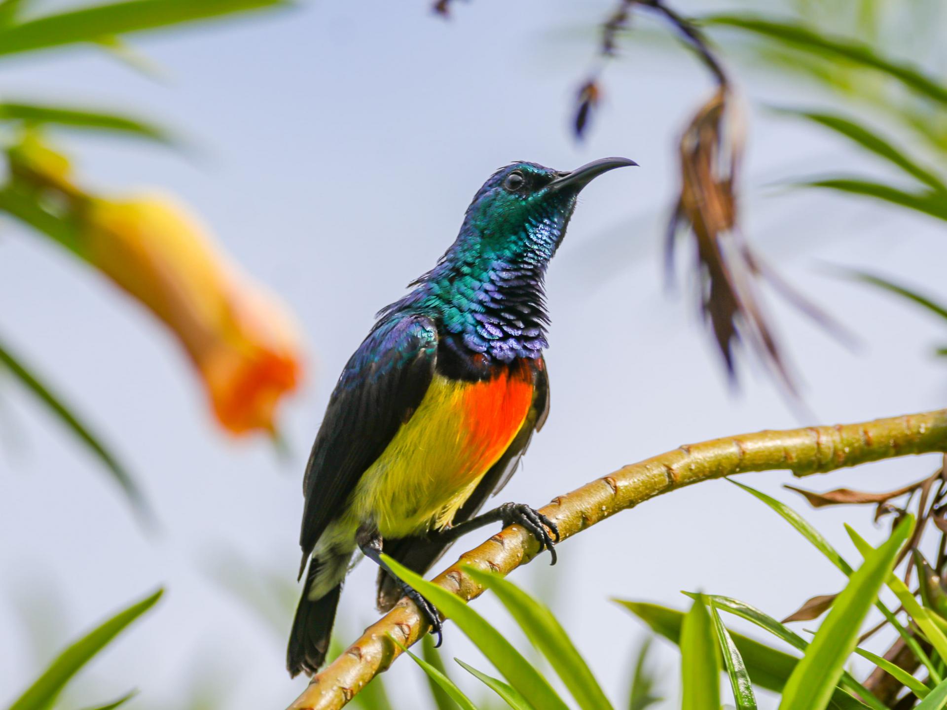 Observer les Makis | Mayotte tourisme