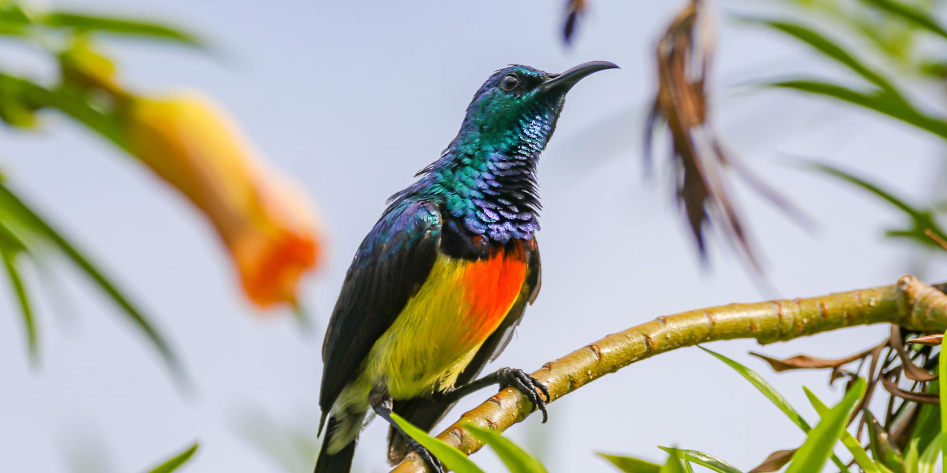 La faune emblématique | Mayotte tourisme
