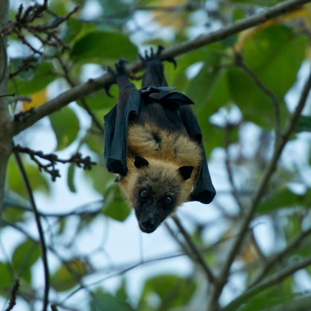 A la recherche de la Roussette | Mayotte tourisme